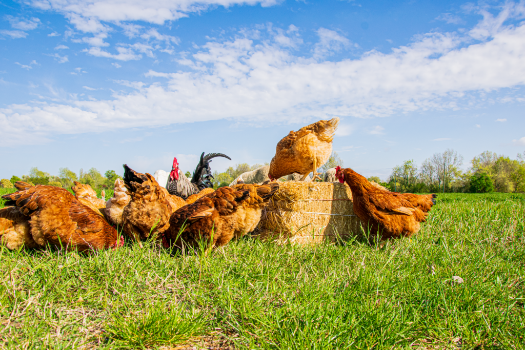 Animal welfare in farming - Gruppo Carli