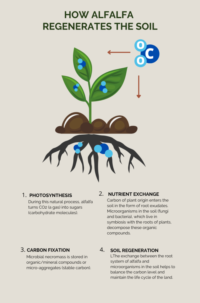 Alfalfa and regenerative agriculture - Gruppo Carli