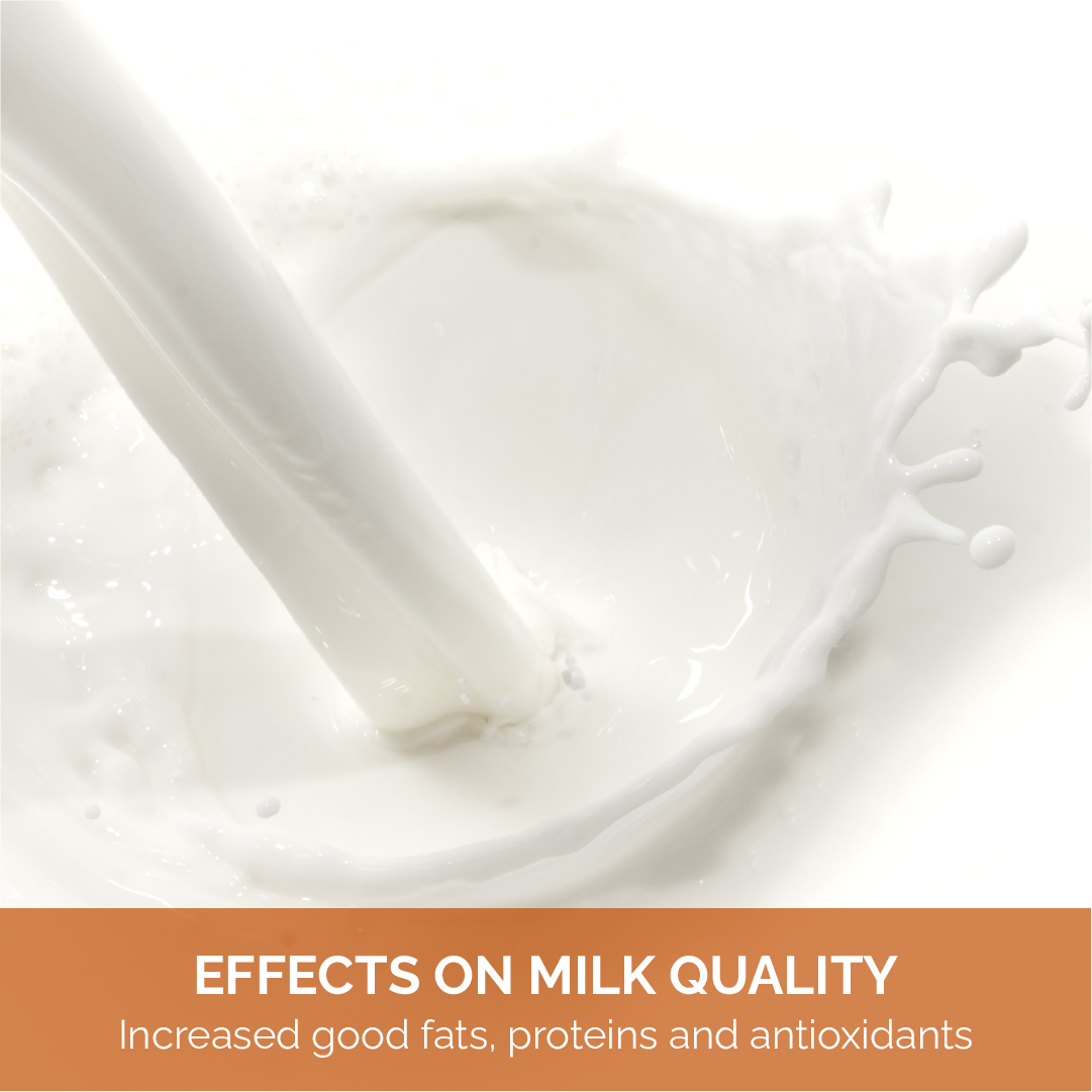 The Alfalfa Effect - Gruppo Carli